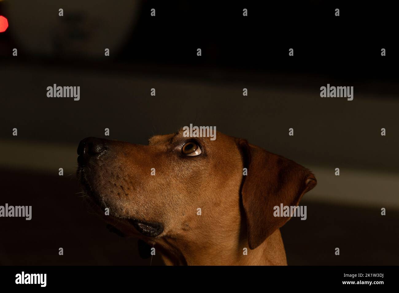 Emotional dog face hi-res stock photography and images - Alamy