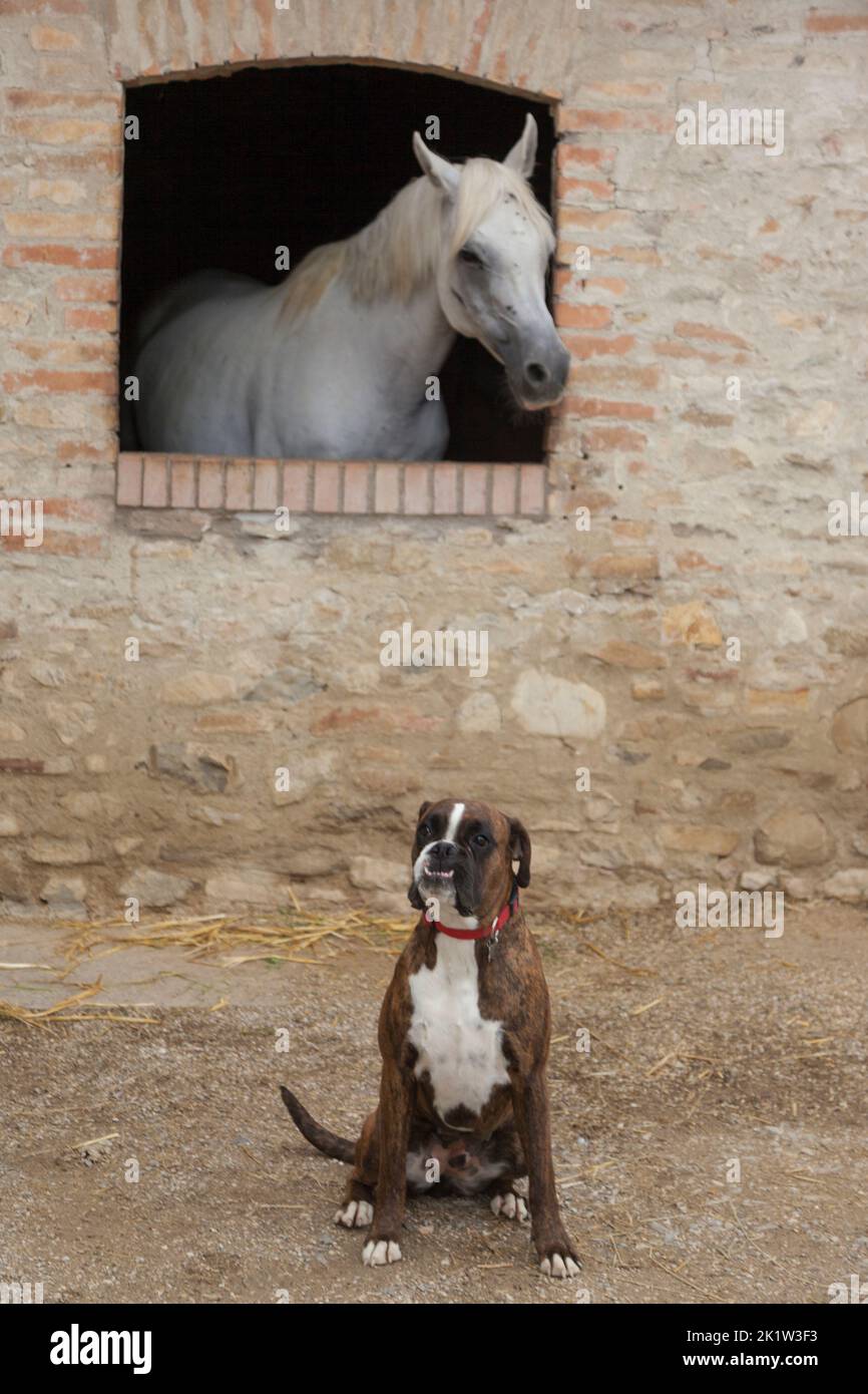Boxer animal farm hi-res stock photography and images - Alamy