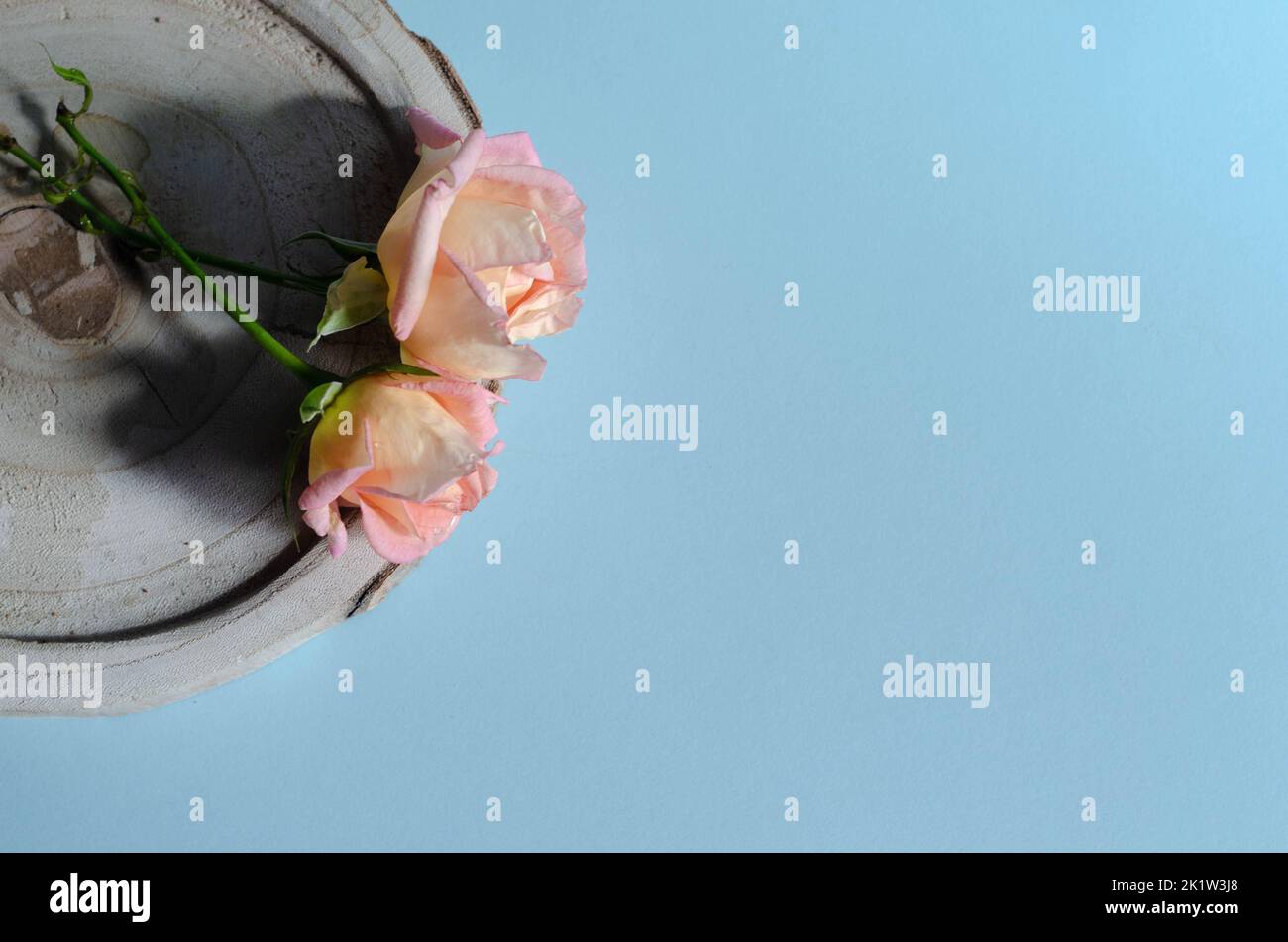 Lovely pink rose hi-res stock photography and images - Alamy