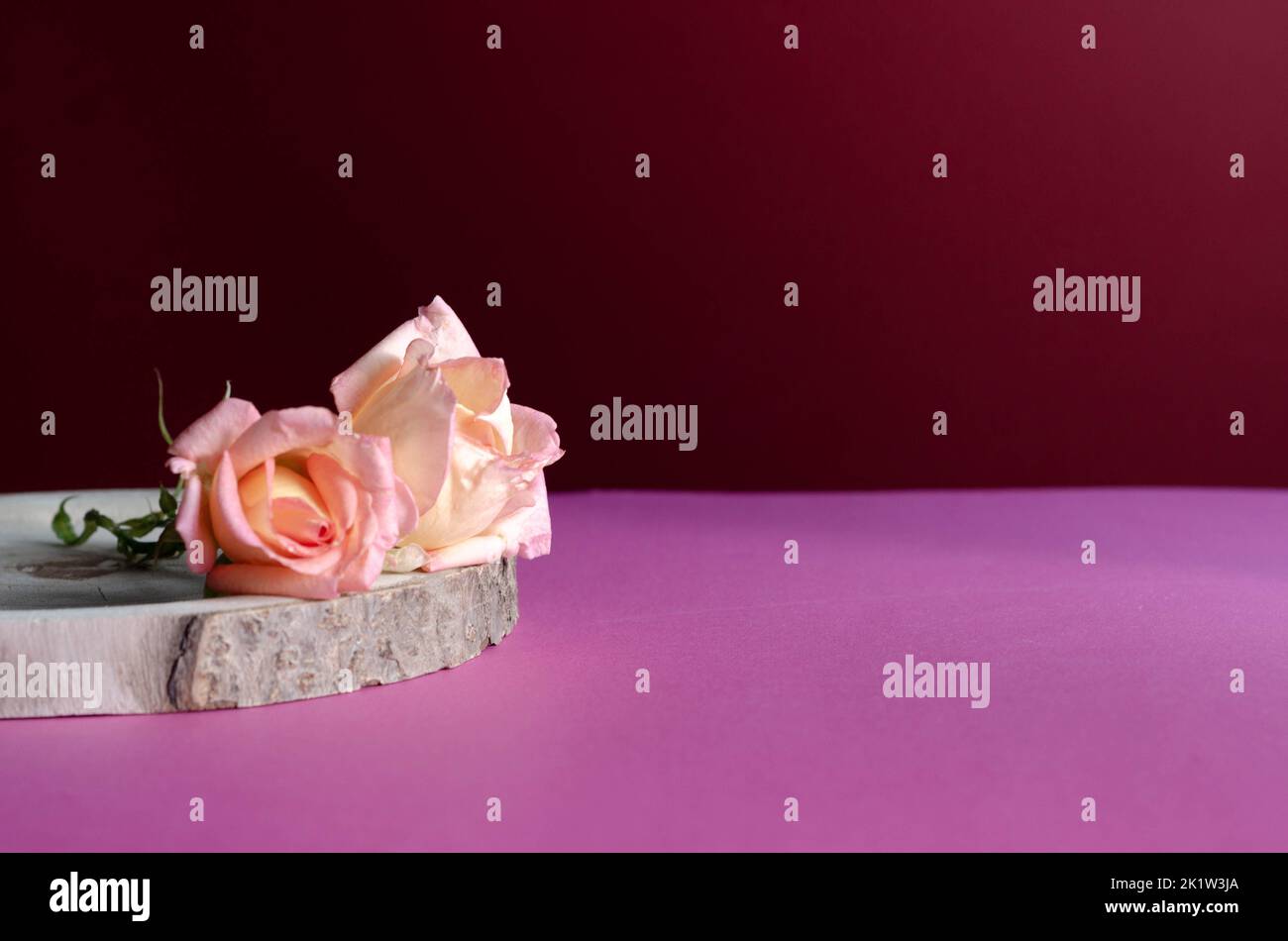 pink rose, anniversary concept Stock Photo - Alamy