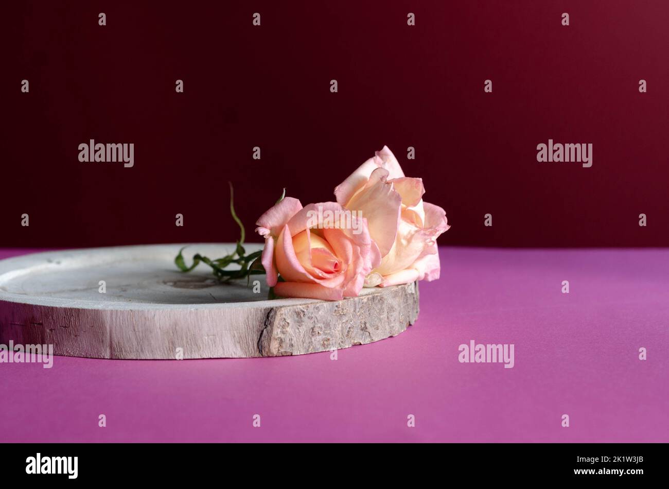 pink rose, anniversary concept Stock Photo - Alamy
