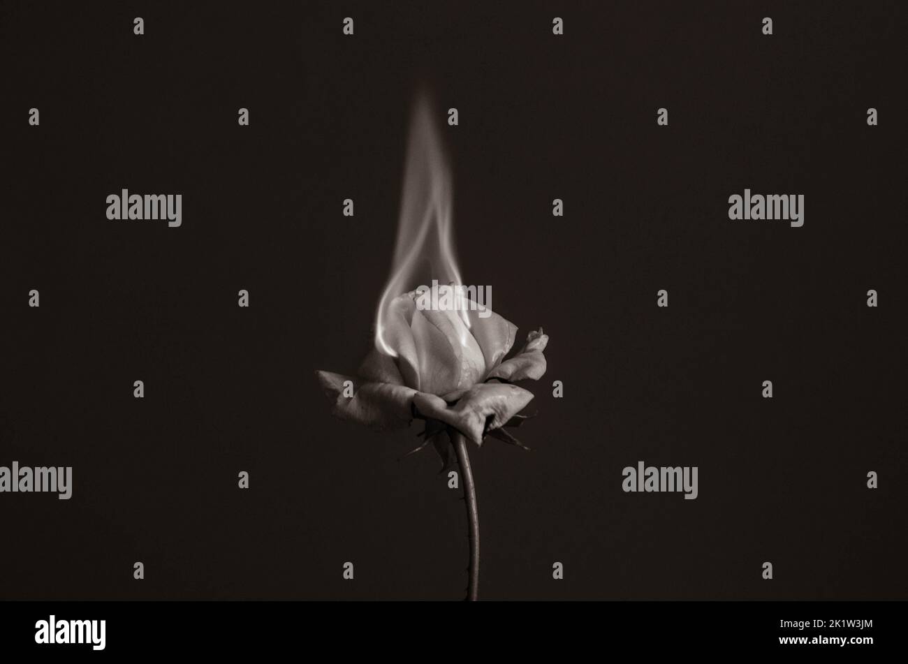 Flaming rose flower on dark red background. Love concept with flower ...