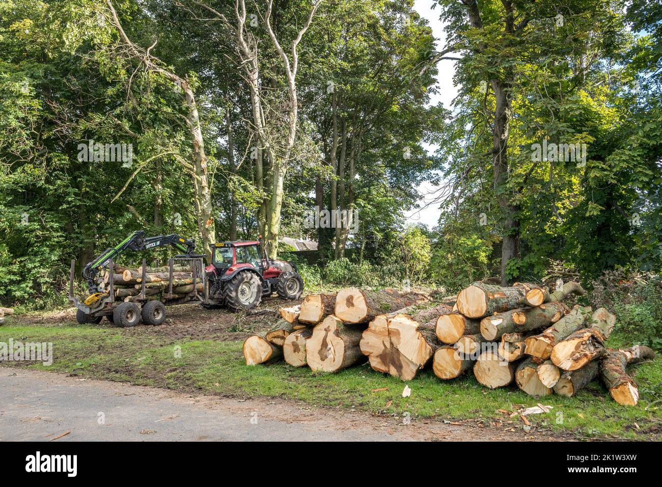 Felled stack of deciduous timber Beech and Chestnut trees and tractor ...