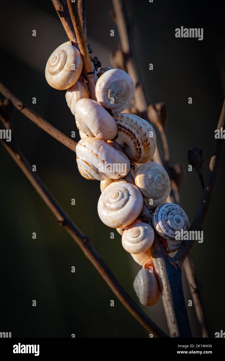 The snail shells on a tree branch Stock Photo - Alamy