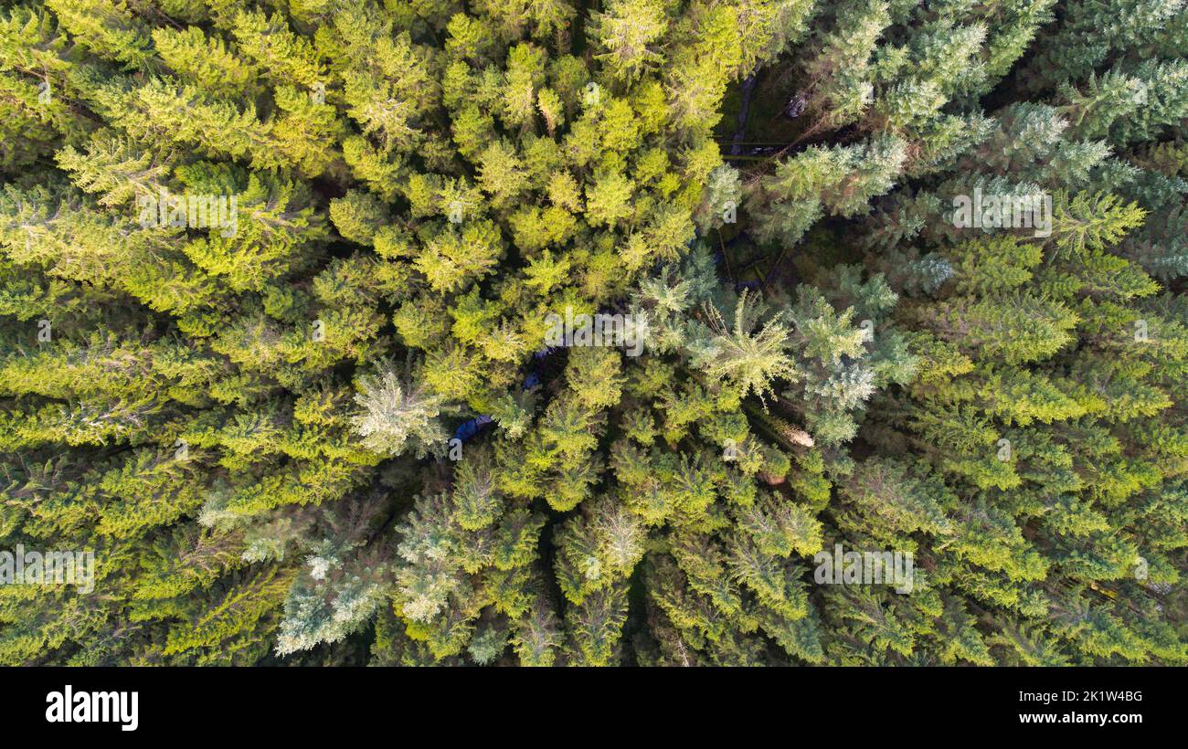 An aerial top view of a forest with green conifer trees Stock Photo - Alamy