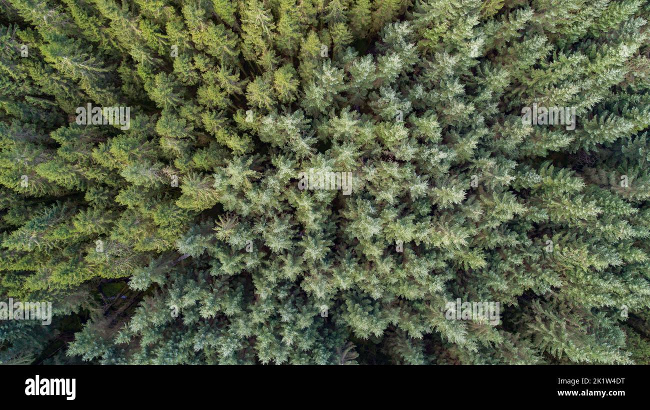 An aerial top view of a forest with green conifer trees Stock Photo - Alamy
