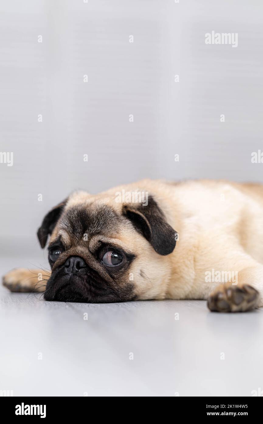Portrait cute funny pug dog looking at camera lying on grey floor at ...
