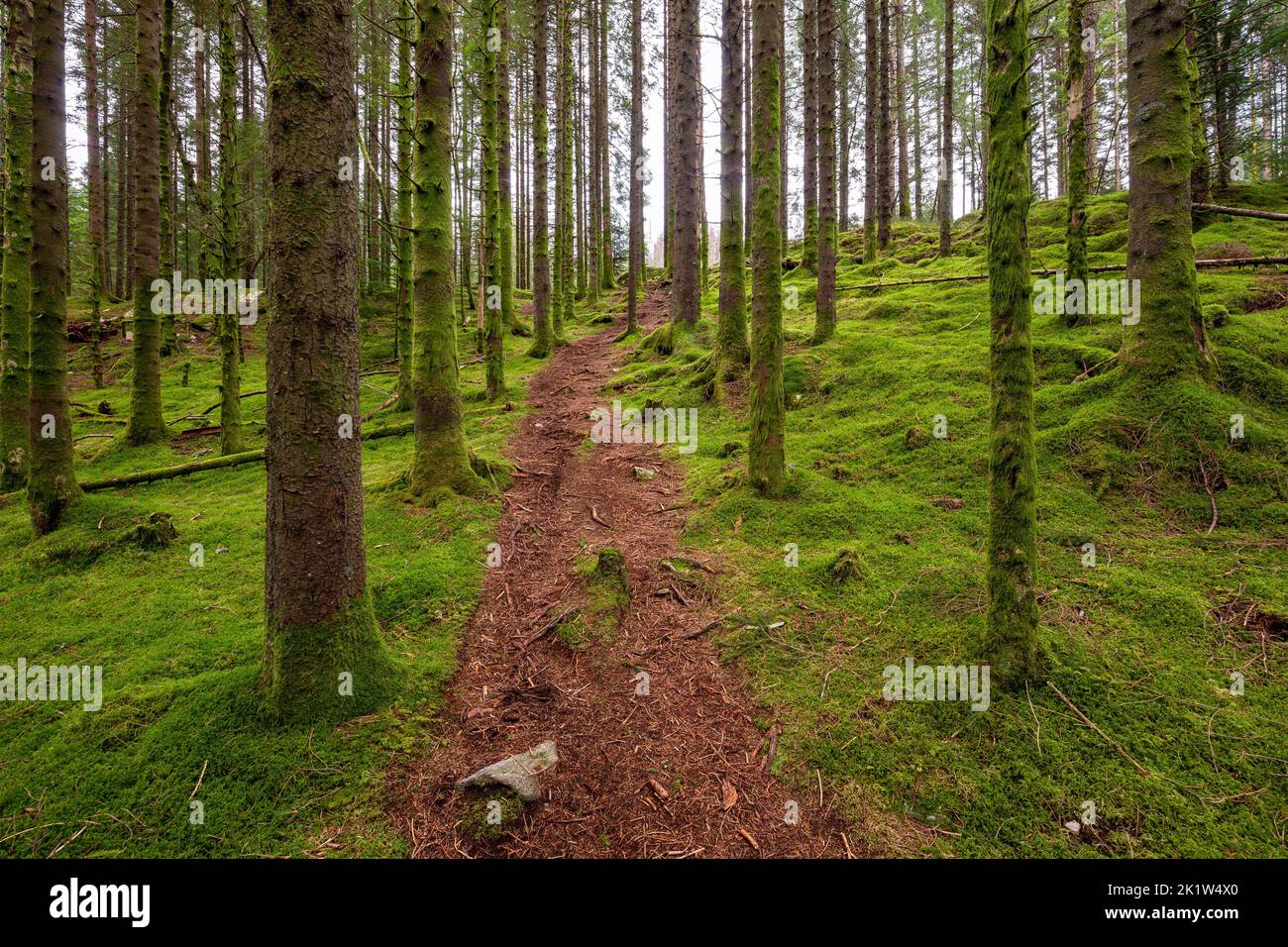 A scenic shot of a dirt trail in a dense mossy forest with tall trees ...
