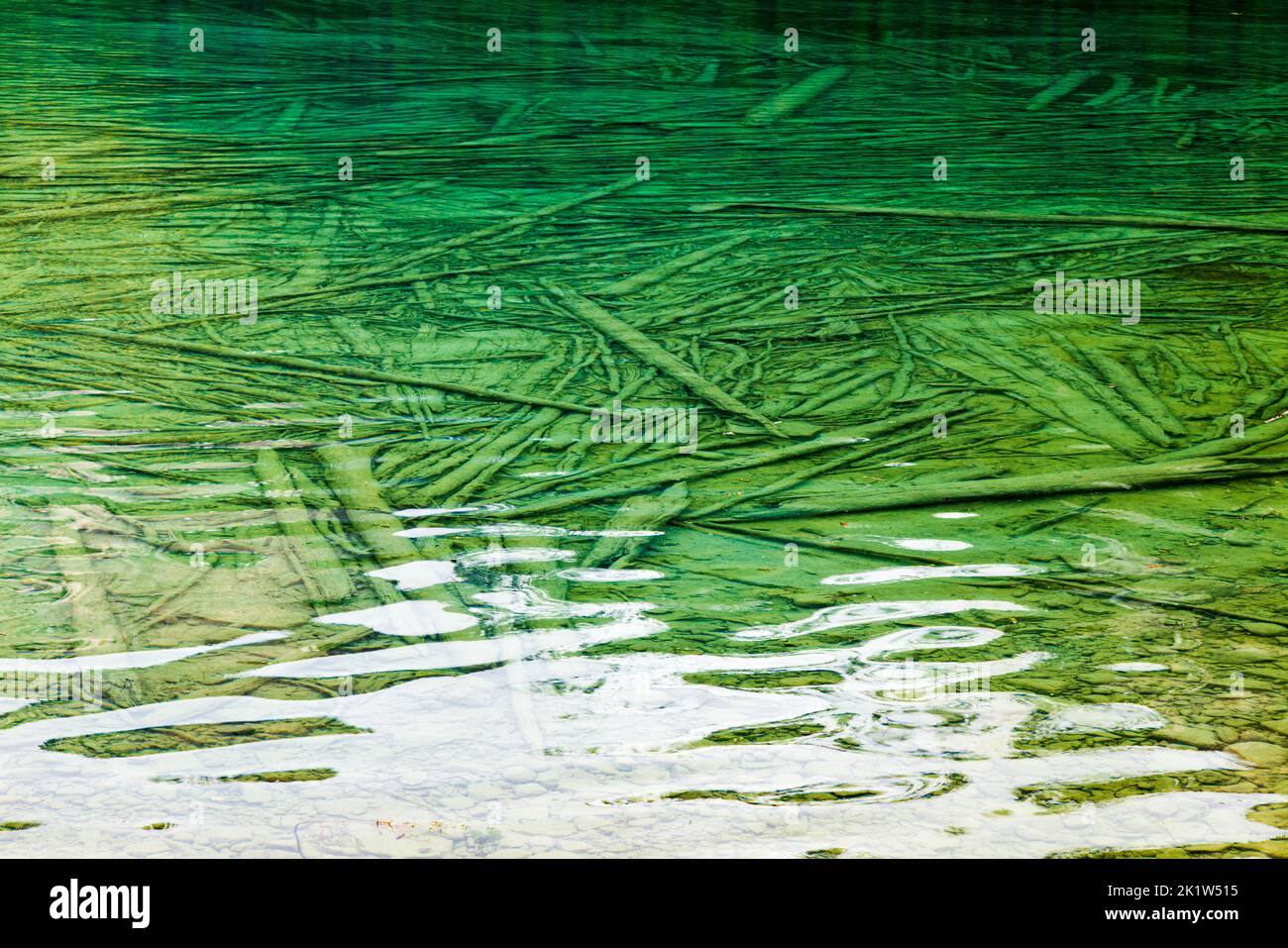 Glacial water casts a green color on sunken trees; Lake Louise; Banff ...