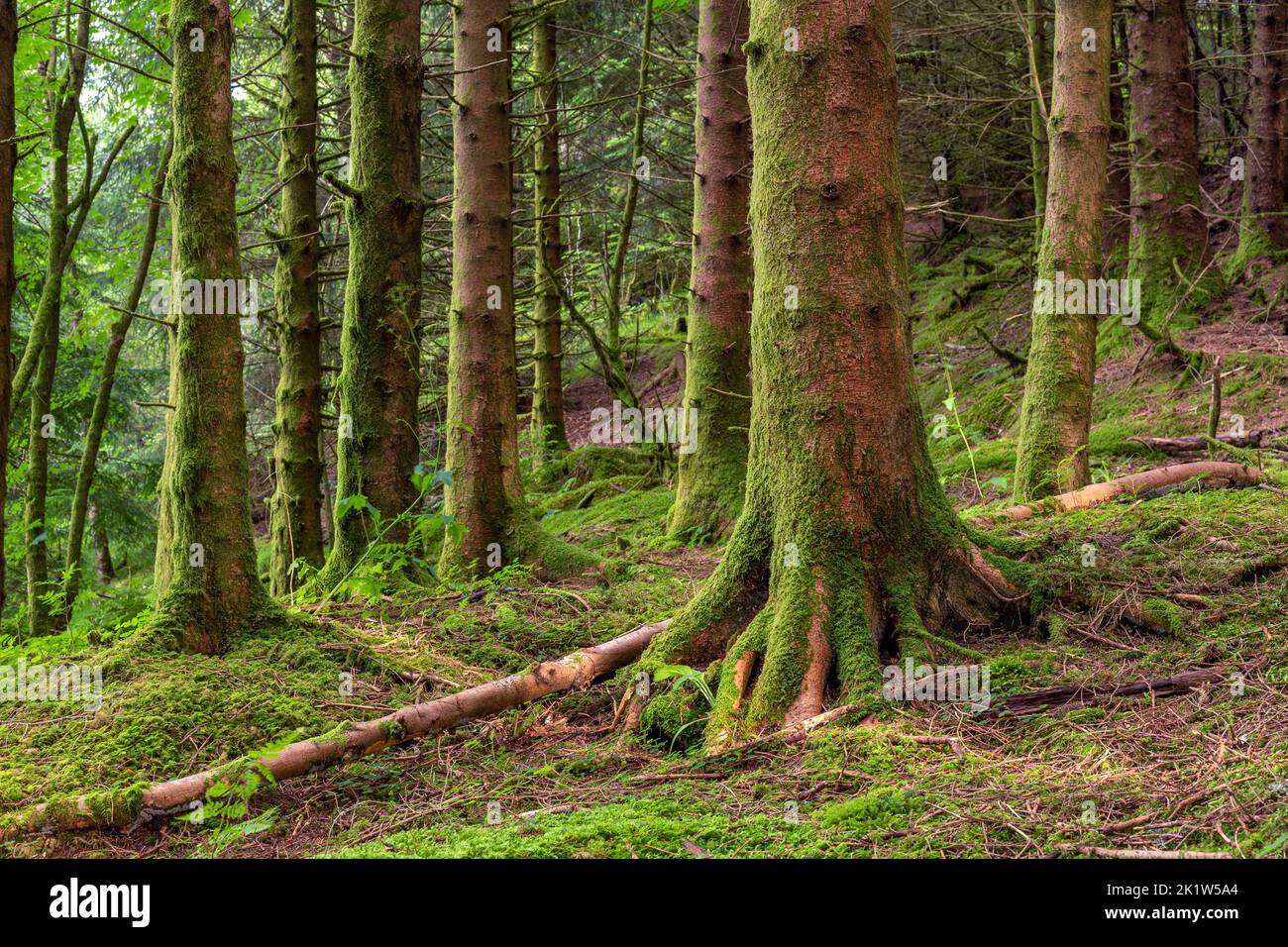 A beautiful forest area with mossy trees Stock Photo - Alamy