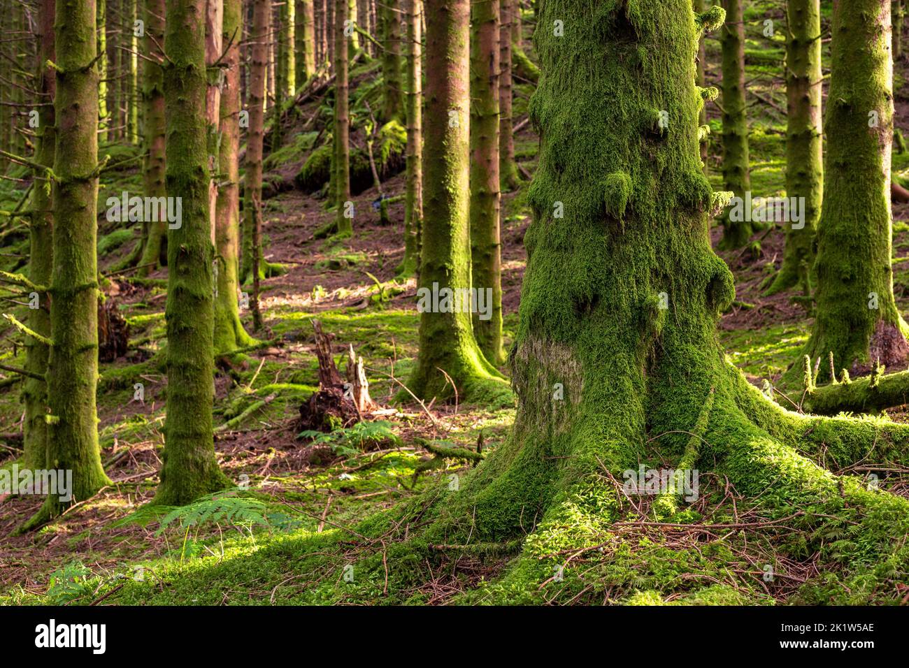 A beautiful forest area with mossy trees Stock Photo - Alamy