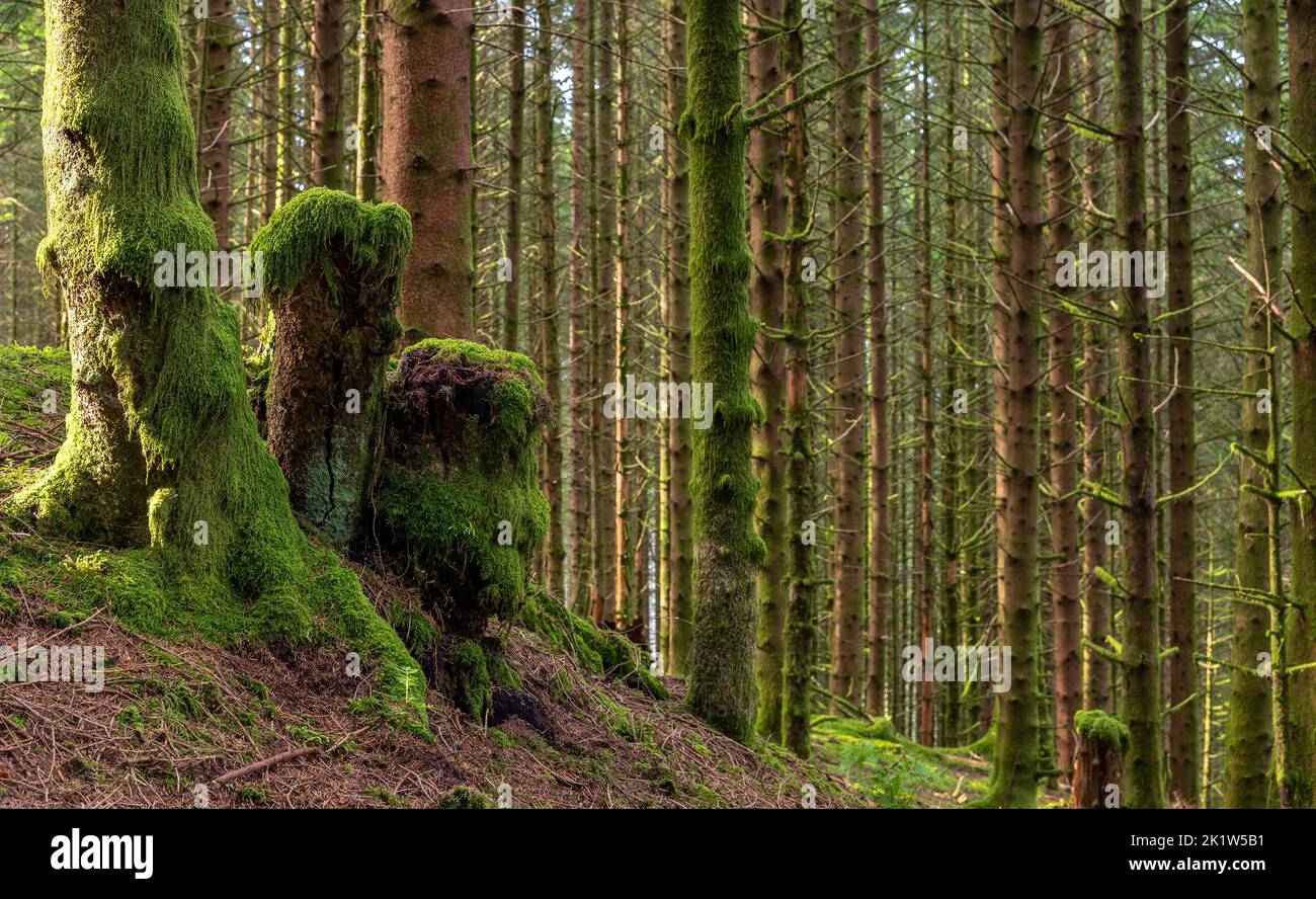 A beautiful forest area with mossy trees Stock Photo - Alamy