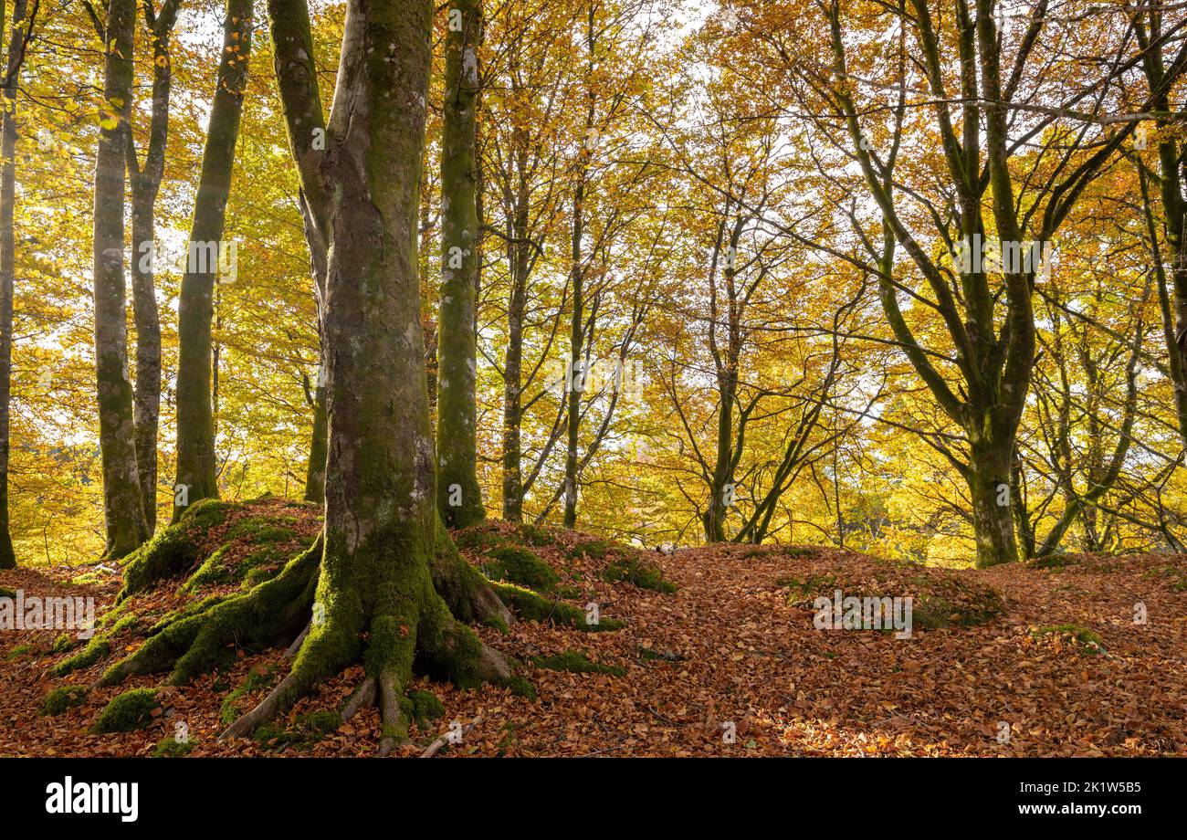 A beautiful dense autumn forest with tall yellow trees Stock Photo - Alamy