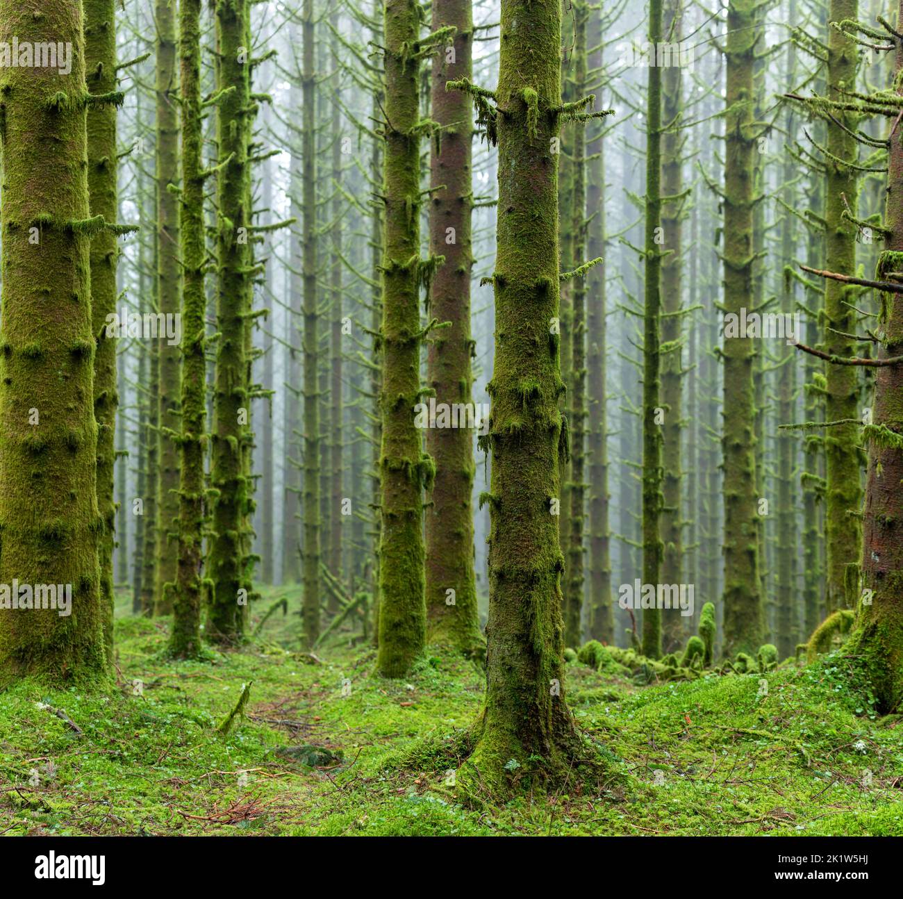 A scenic shot of a dense moss covered forest with tall trees Stock ...