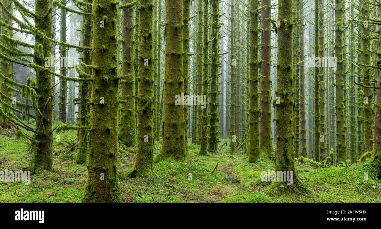 A scenic shot of a dense moss covered forest with tall trees Stock ...