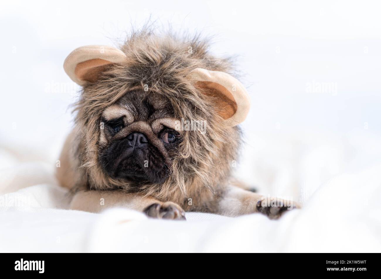 Funny portrait cute funny pug dog in lion carnival costume looking at ...