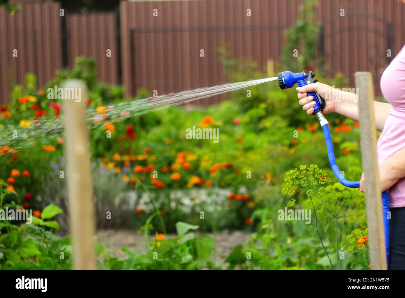 Defocus watering the vegetable garden. Woman is watering sown vegetable ...