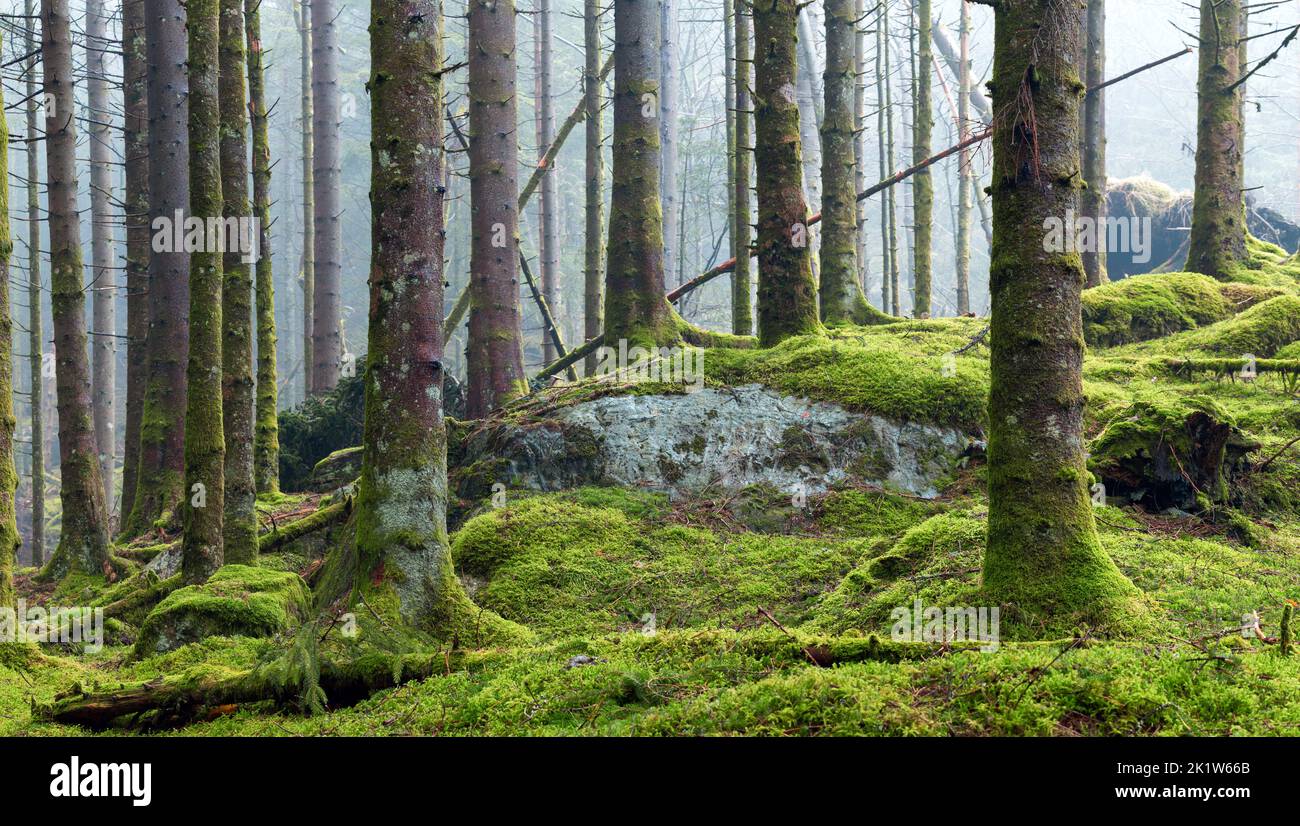 A beautiful flowing stream through a mossy green forest Stock Photo - Alamy
