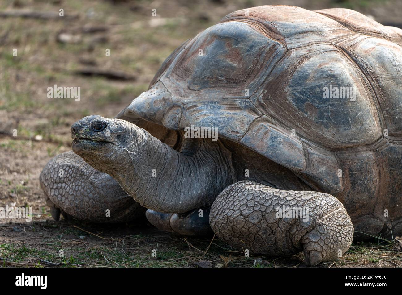 A closeup of a Galapagos giant tortoise crawling on an open field Stock ...
