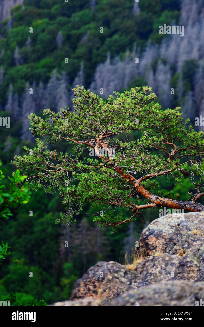 Bonsai tree on cliff hi-res stock photography and images - Alamy