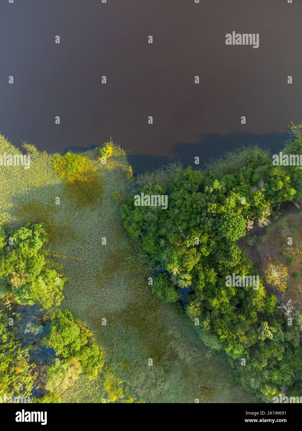 Detail of an aerial top view of the amazonian rain forest Stock Photo ...