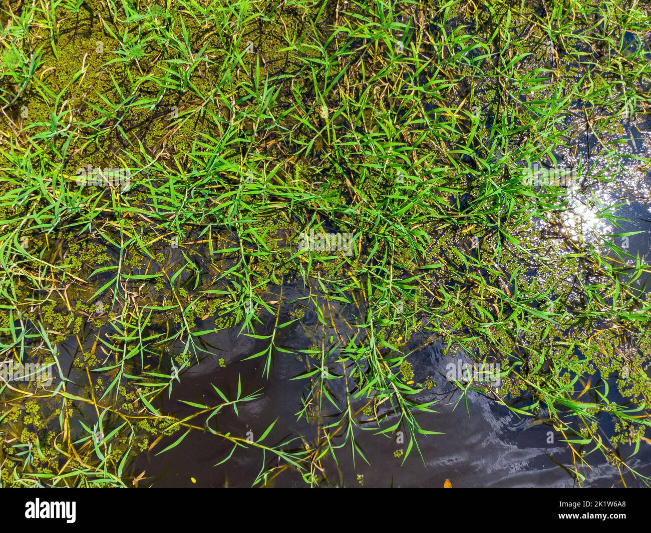 Detail of an aerial top view of the amazonian rain forest Stock Photo ...