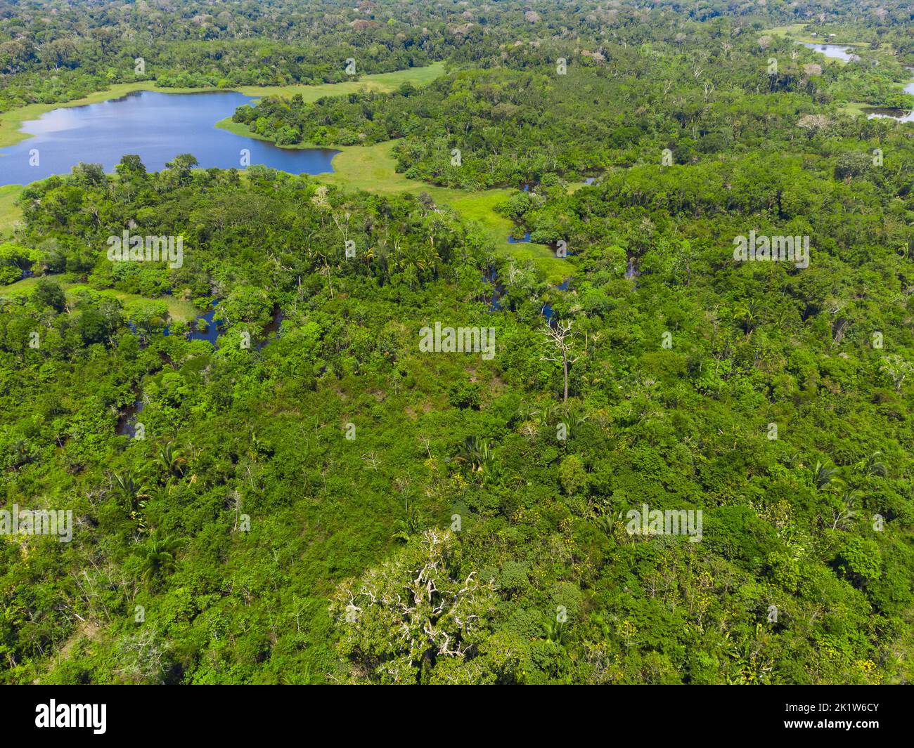 Green amazonian landscape, only forest and water Stock Photo - Alamy