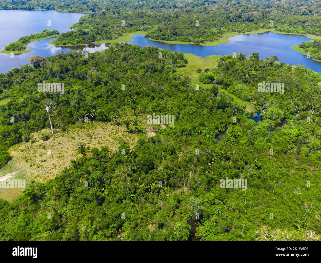 Green amazonian landscape, only forest and water Stock Photo - Alamy