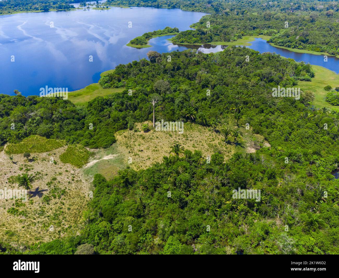 Green amazonian landscape, only forest and water Stock Photo - Alamy