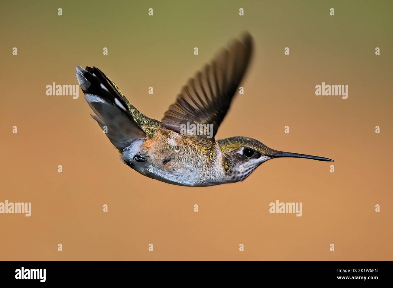A Rufous Hummingbird heads towards a feeder stationed along the ...