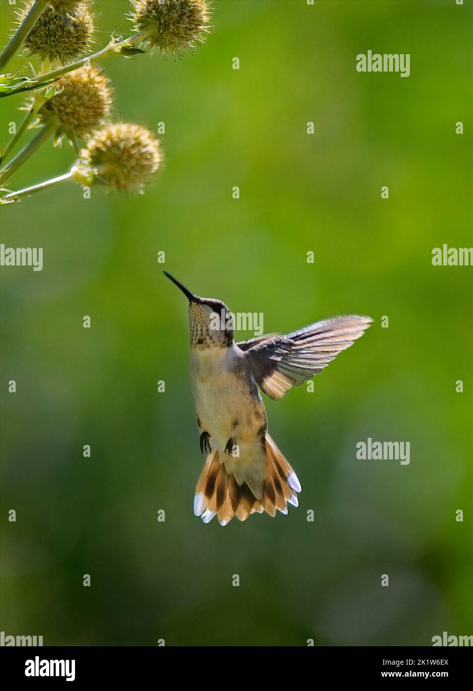 Hummnigbird hi-res stock photography and images - Alamy