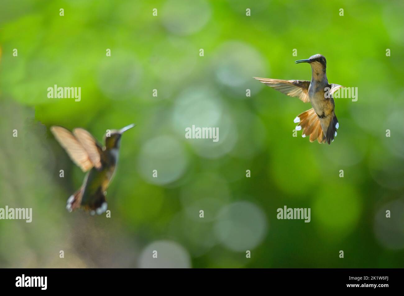 These two Rufous Hummingbirds were going at each other for awhile along ...