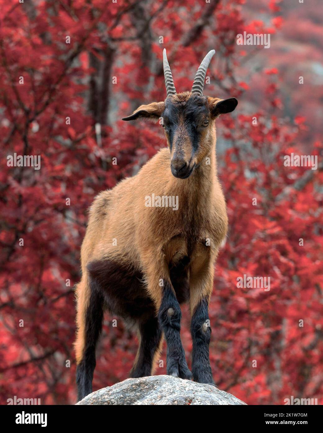 Goat trees hi-res stock photography and images - Alamy