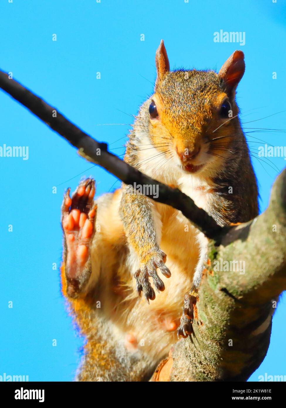 A closeup of a squirrel doing a karate like pose while jumping Stock ...