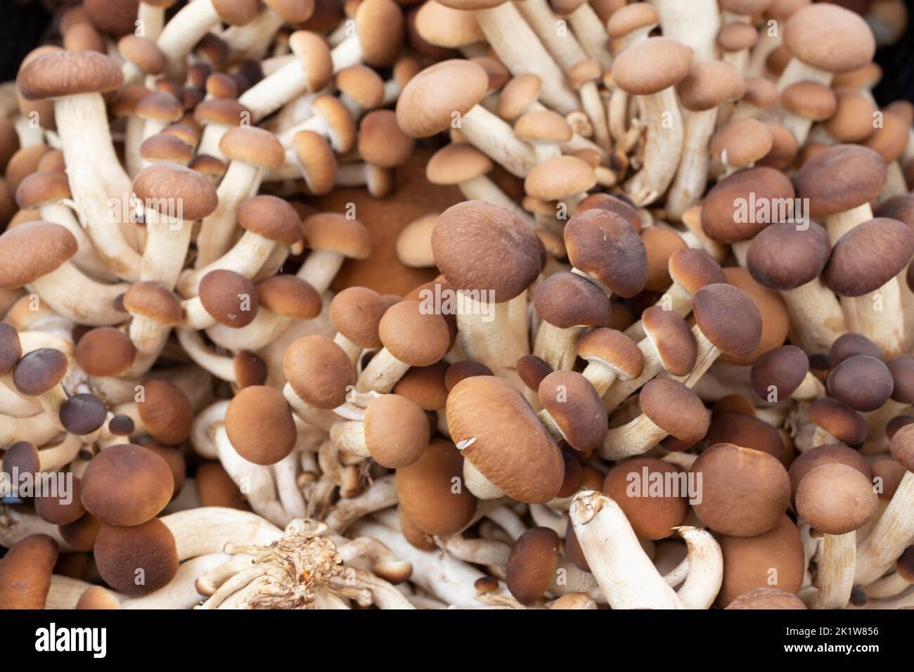 Poplar mushroom (Cyclocybe aegerita) many Stock Photo - Alamy