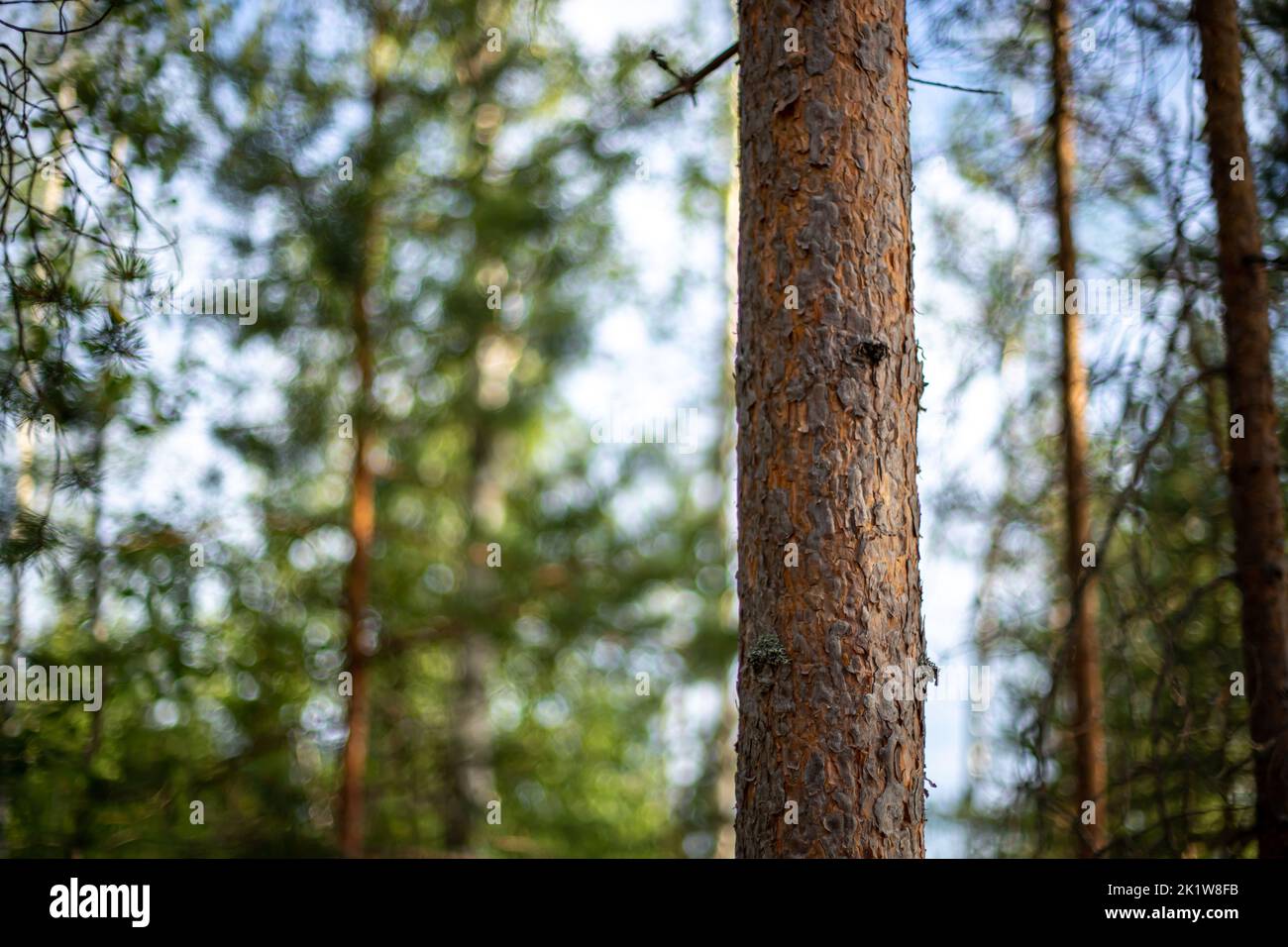 A closeup of tree bark with blurred background in a forest Stock Photo ...