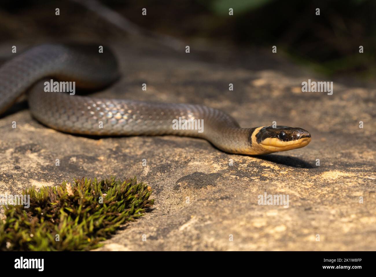 Northern snake head hi-res stock photography and images - Alamy