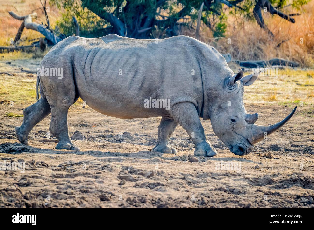 Portrait of an African white Rhinoceros or Rhino or Ceratotherium simum ...