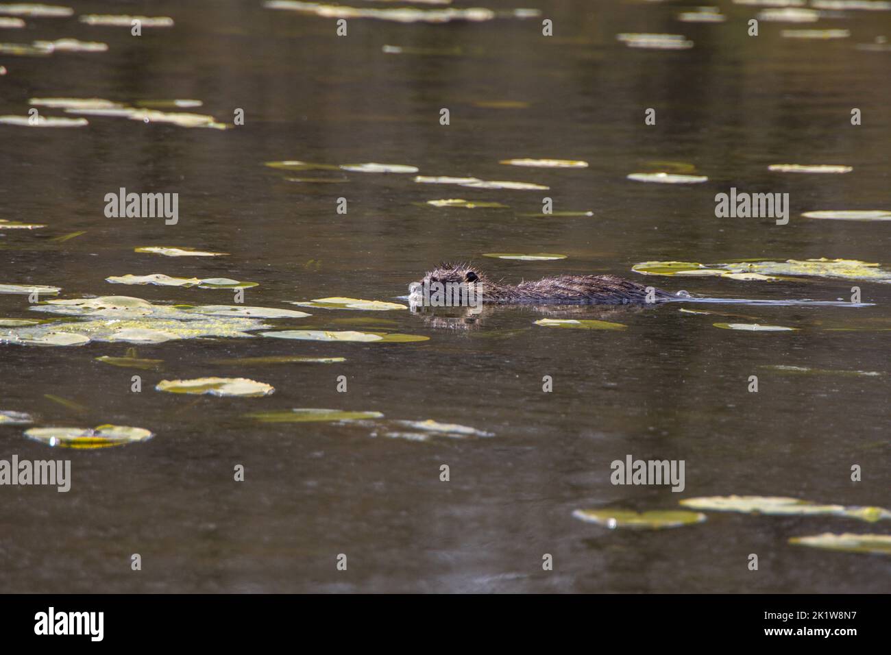 A swimming Nutria in the water surrounded by lily pads Stock Photo - Alamy