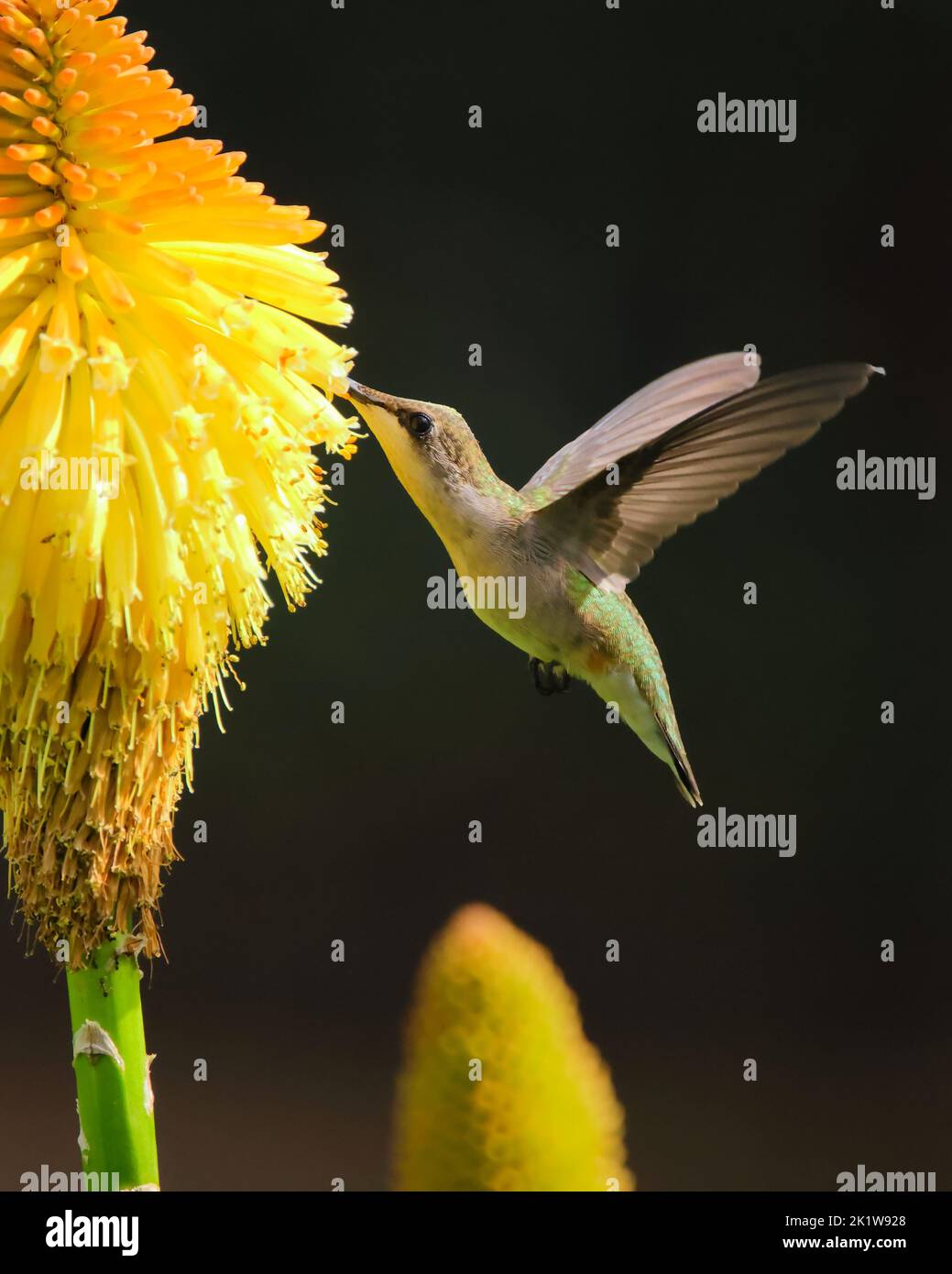 A vertical closeup of a Bee Hummingbird with its beak towards a yellow ...