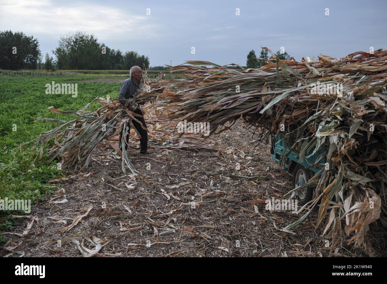 FUYANG, CHINA - SEPTEMBER 20, 2022 - An 82-year-old man carries corn ...