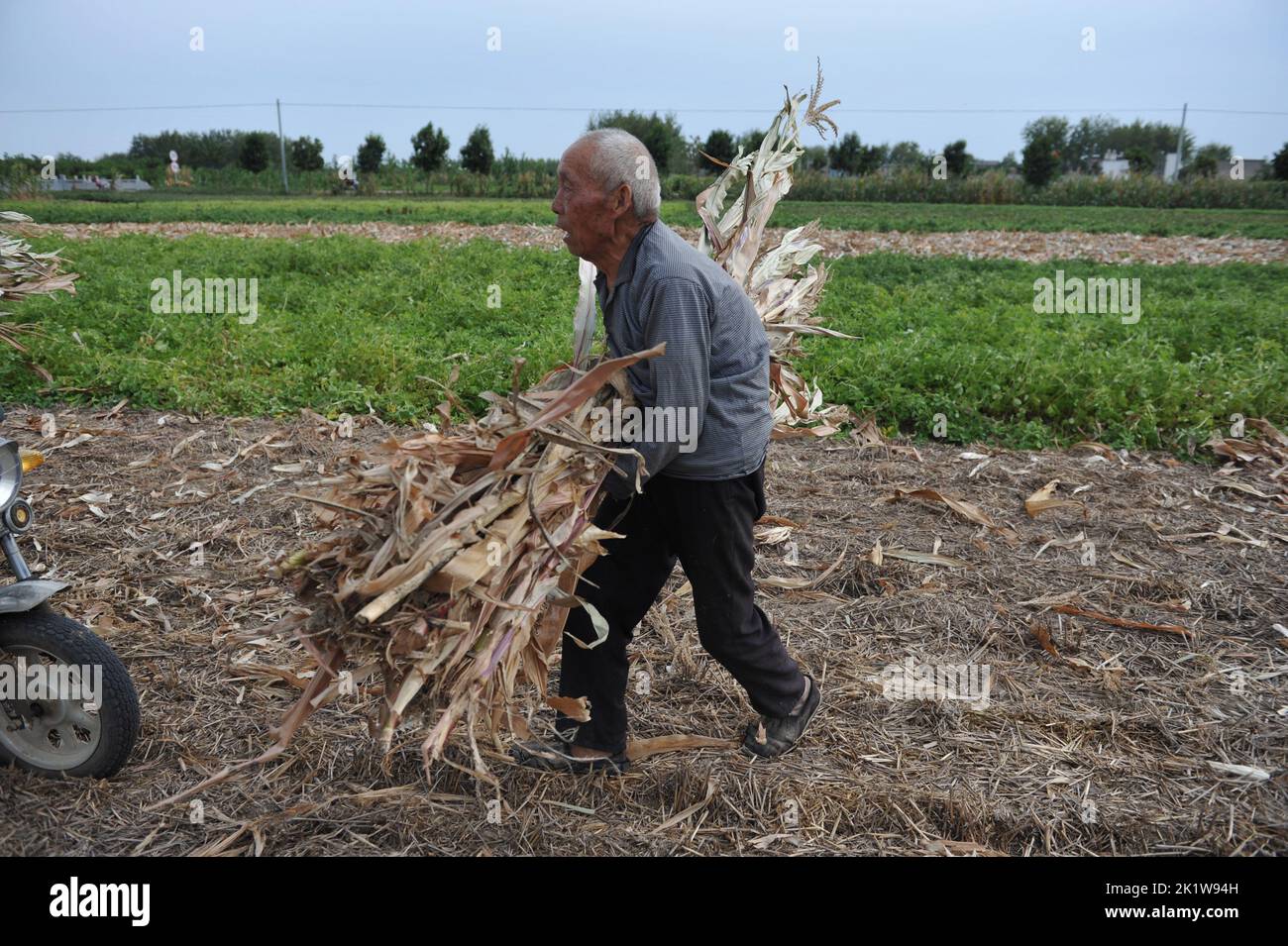 FUYANG, CHINA - SEPTEMBER 20, 2022 - An 82-year-old man carries corn ...