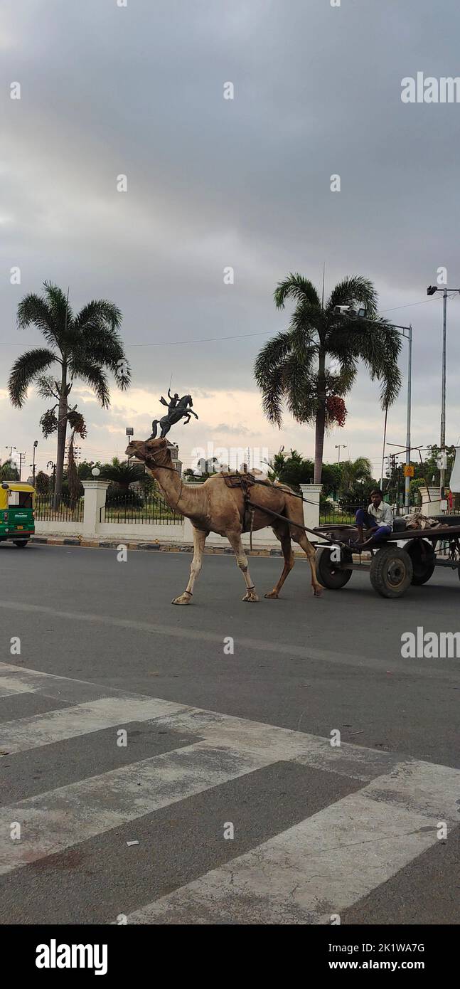 A view of a beautiful Camel crossing road with palm trees Stock Photo ...