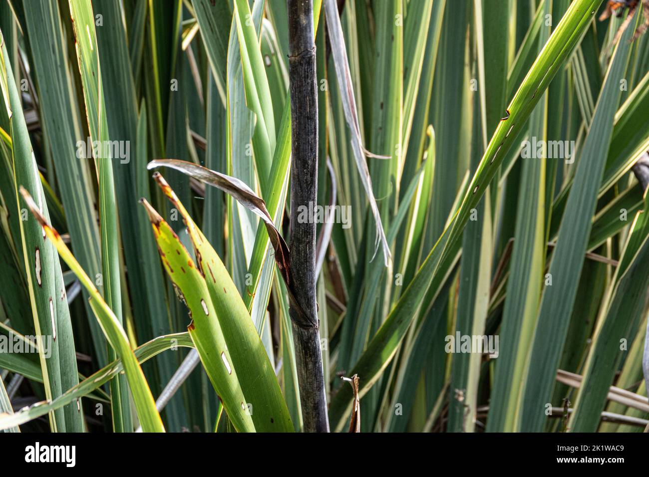 Flax leaves hi-res stock photography and images - Alamy
