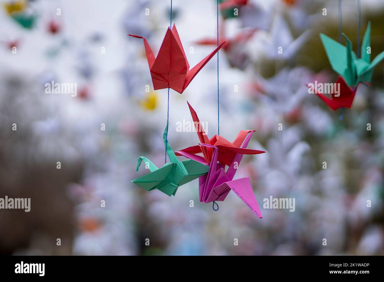 Origami cranes hung on a square as a symbol of peace on the 77 ...