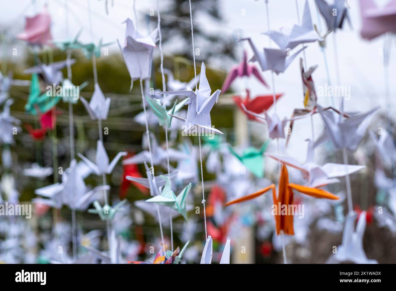 Origami cranes hung on a square as a symbol of peace on the 77 ...