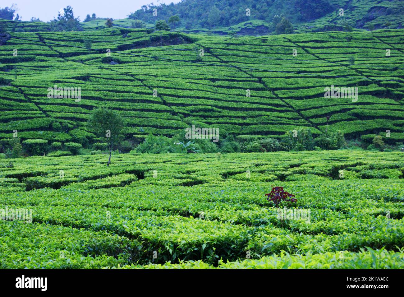 Bandung tea hi-res stock photography and images - Alamy