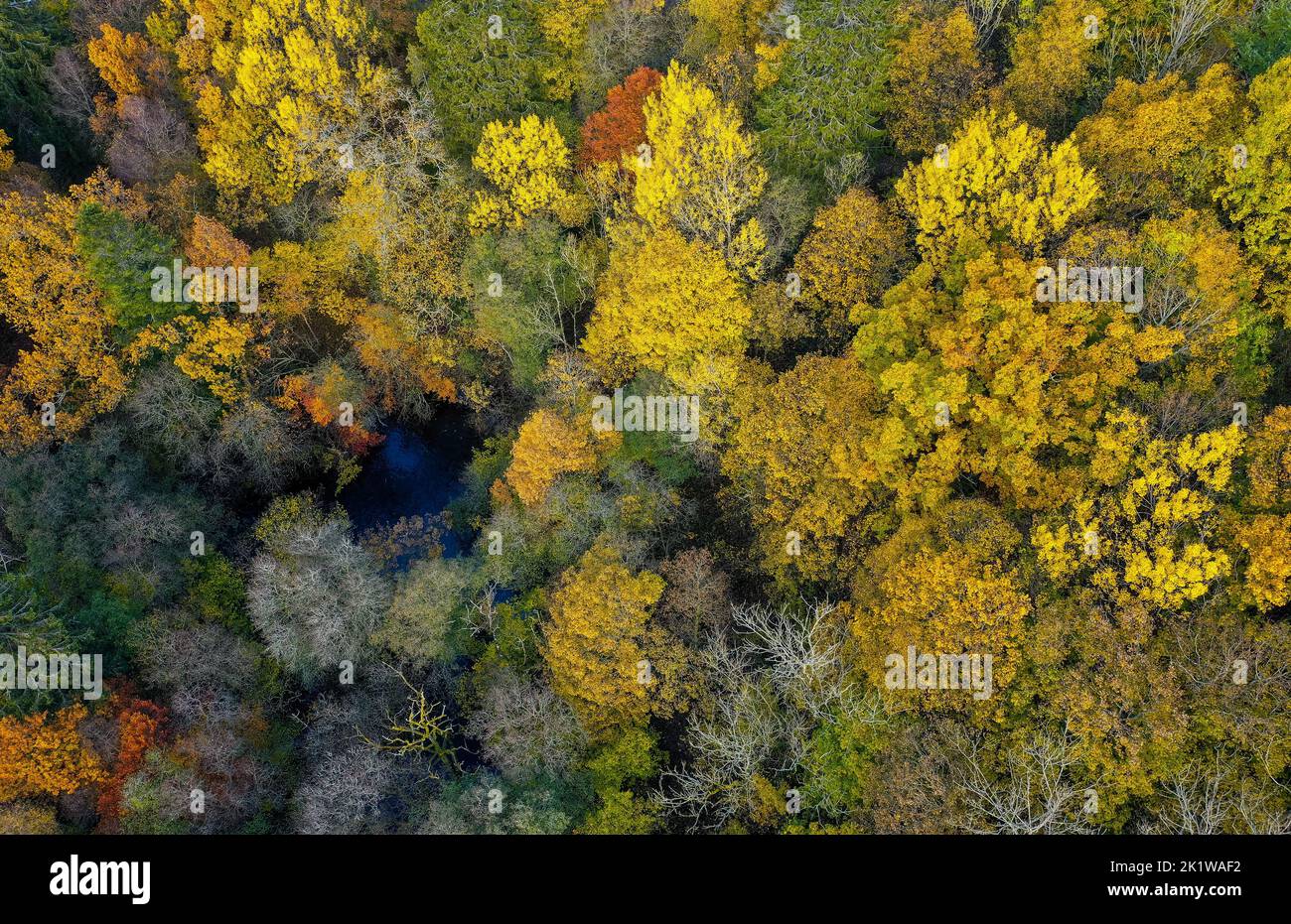 An aerial view of gorgeous bushy trees ranging from bright yellow to ...