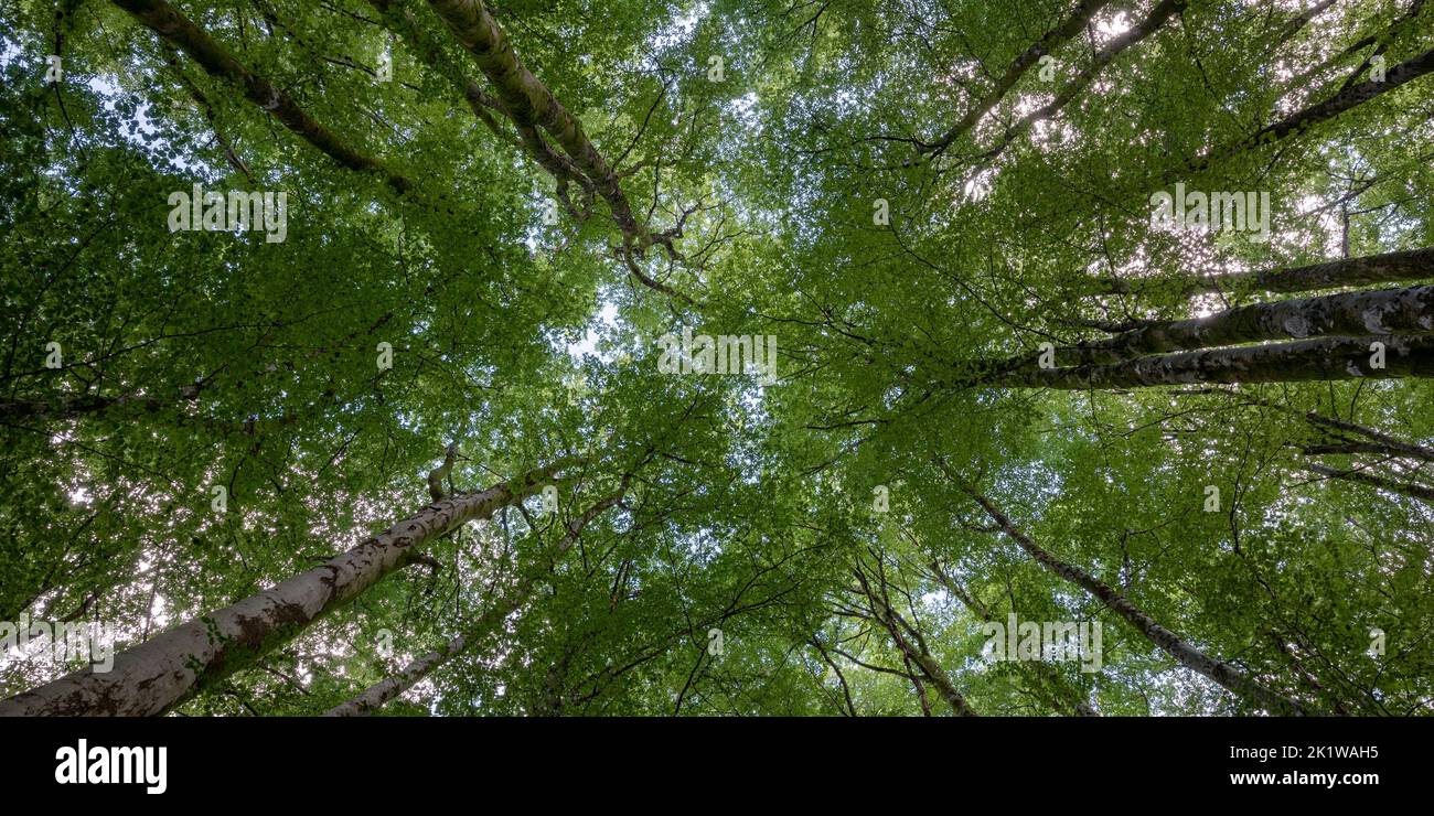 A beautiful low angle shot of tall trees with vibrant green leaves ...