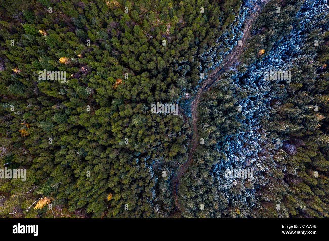 Forking tree hi-res stock photography and images - Alamy